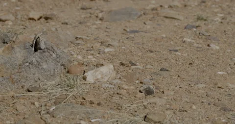 Side-Blotched Lizard Standing Running Ar... | Stock Video | Pond5