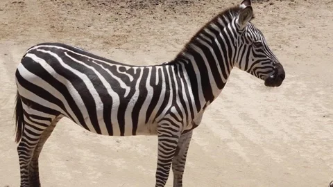 Side body, handheld shot, of a zebra sta... | Stock Video | Pond5