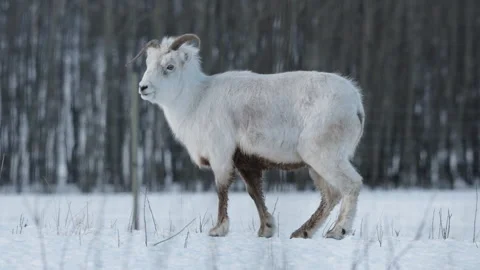 Dall Sheep Stock Footage ~ Royalty Free Stock Videos | Pond5