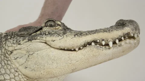 Side profile alligator snout being patte... | Stock Video | Pond5