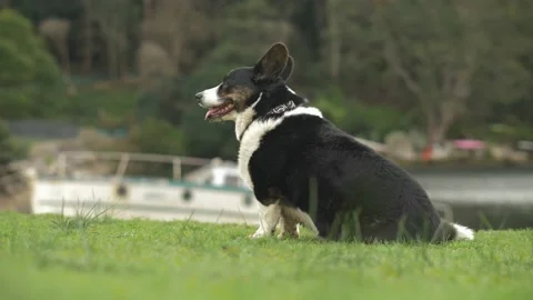 Side profile of a Corgi with shipwreck b... | Stock Video | Pond5