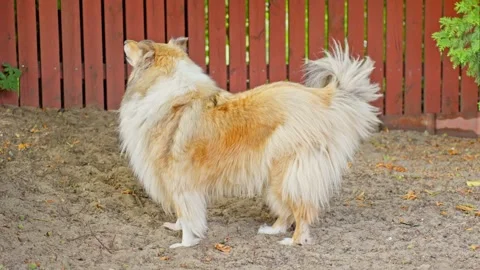 Side profile of a dog barking | Stock Video | Pond5