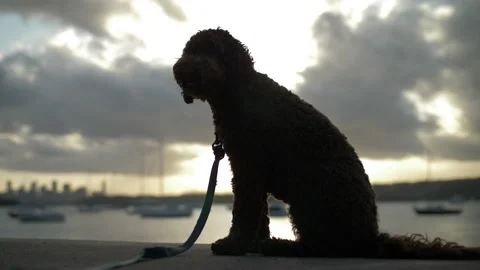 Side profile of labradoodle at sunset sl... | Stock Video | Pond5