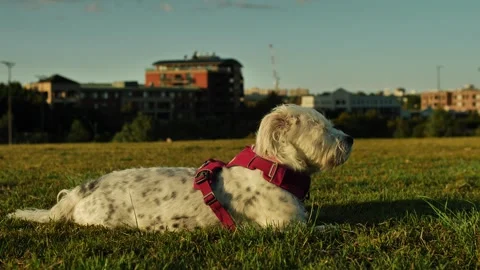 Side profile of resting dog in a green s... | Stock Video | Pond5