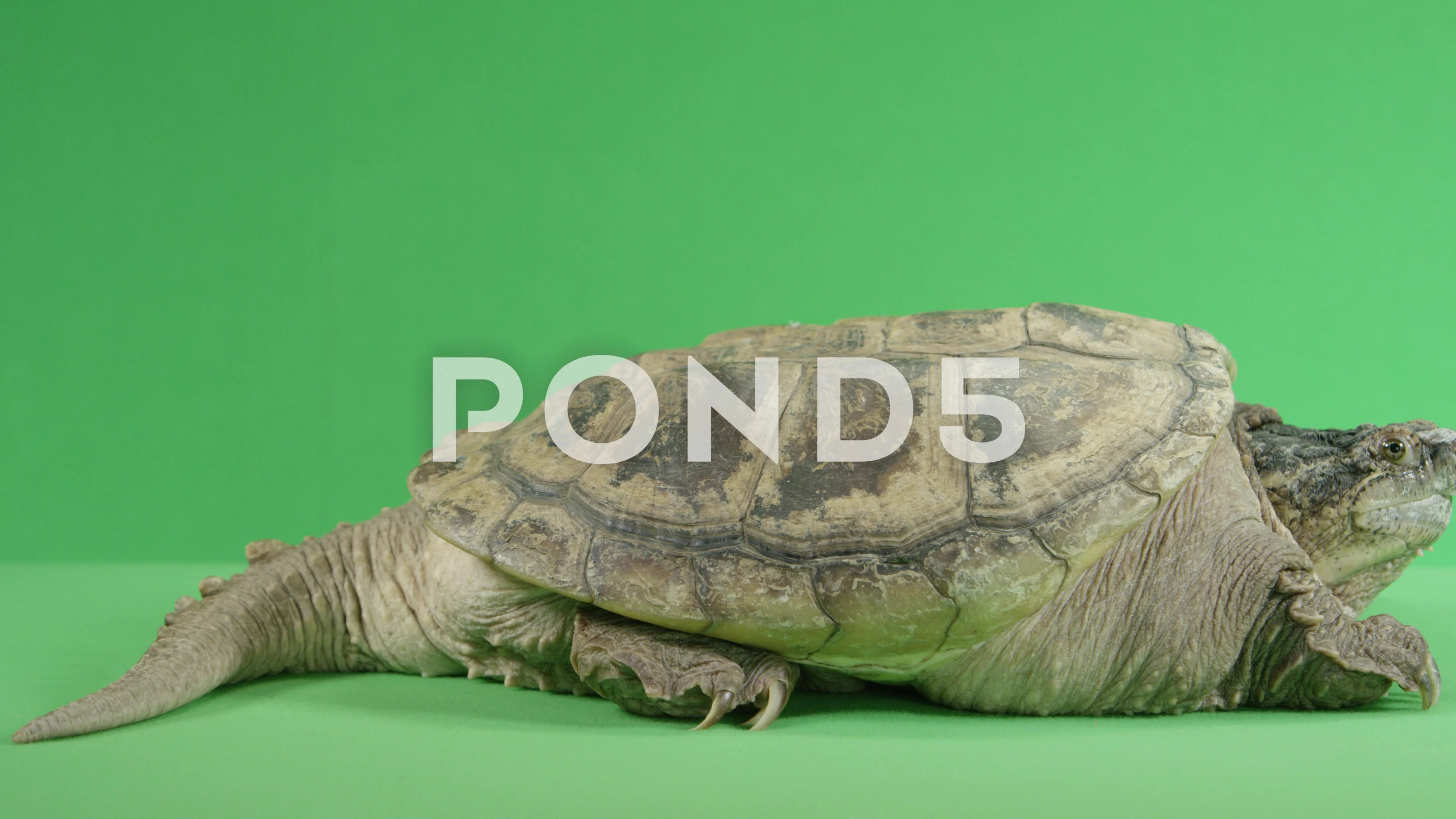 Snapping Turtle White Background