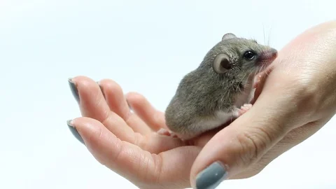 side view of African Pygmy Dormouse on g... | Stock Video | Pond5
