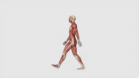 Side view and Walk Animation of Female M... | Stock Video | Pond5