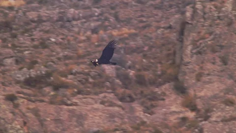Side view of Andean Condor as it flaps w... | Stock Video | Pond5