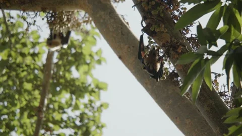 Side view of bat crawling up tree branch... | Stock Video | Pond5