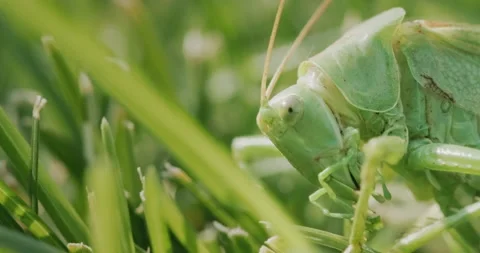 Side view of Big green locust eating gra... | Stock Video | Pond5