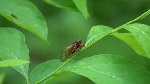 Side view of Brood X cicada in 2021. | Stock Video | Pond5