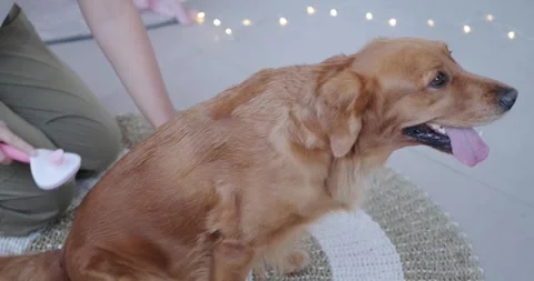 Side view of brushing a dog of the Golde... | Stock Video | Pond5