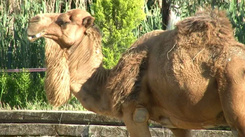 Side view of camel sitting on ground | Stock Video | Pond5
