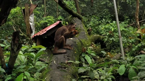 Side view of a capuchin monkey cebus alb... | Stock Video | Pond5