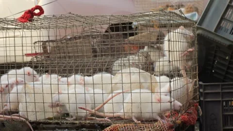 Side View Close Up White Mice in Cage | Stock Video | Pond5