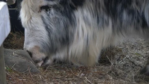 Side view of domestic yak eating hay - S... | Stock Video | Pond5