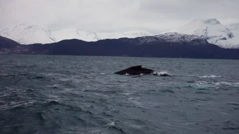 Side view of dorsal fin and fluke disapp... | Stock Video | Pond5