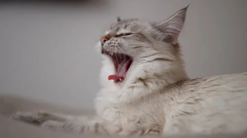 Side view fluffy cat yawning in slow mot... | Stock Video | Pond5