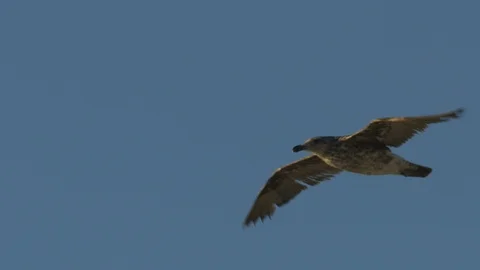 Side View of a Flying Seagull with a Vie... | Stock Video | Pond5