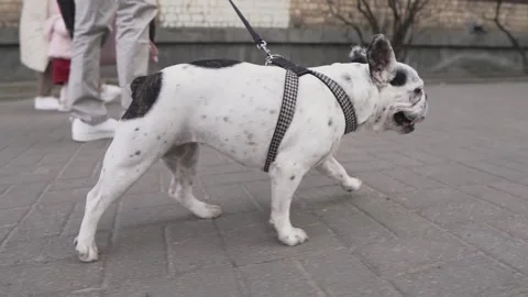 Side view of a French bulldog walking on... | Stock Video | Pond5