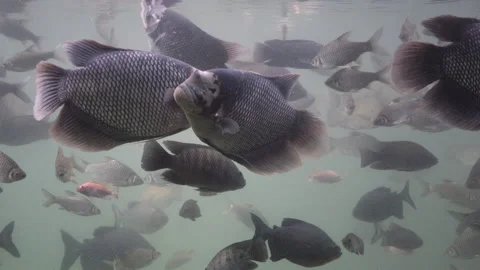 Side view of Fresh Water fish, Tilapia s... | Stock Video | Pond5