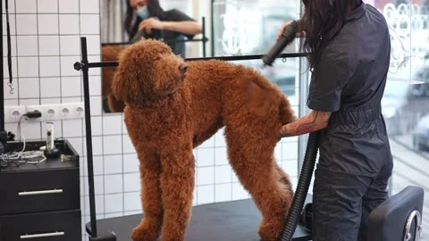 Side view furry big brown dog standing i... | Stock Video | Pond5