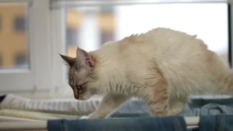 Side view furry cat walking on clean lau... | Stock Video | Pond5