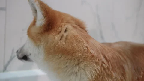 Furry Side View Stock Videos – Royalty-Free HD & 4K Videos | Pond5