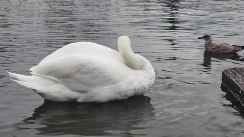 side view of a graceful swan resting on ... | Stock Video | Pond5