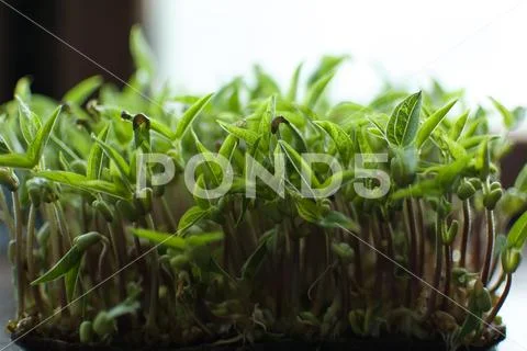 Photograph: Side view of green mung bean seeds germinating in box ...
