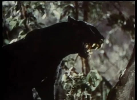 Panther Growling Side View