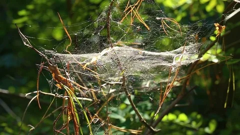 side view of huge shinny spiderweb in br... | Stock Video | Pond5