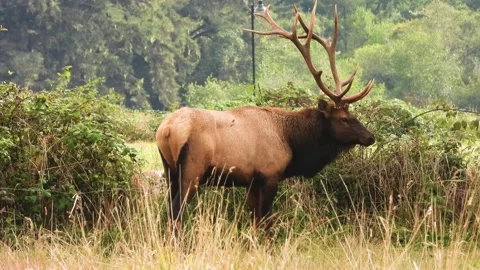 Side view of a large beautiful bull elk ... | Stock Video | Pond5