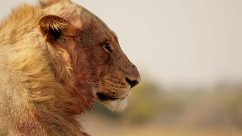 Side View Of A Lion With Flies On Its He... | Stock Video | Pond5