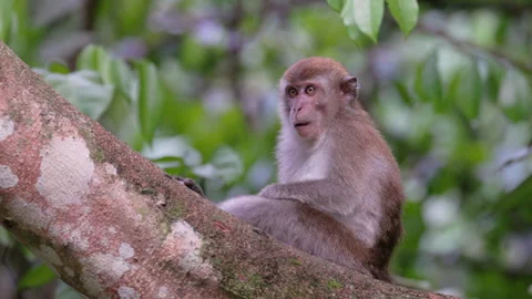 side view of a long-tailed macaque sitti... | Stock Video | Pond5