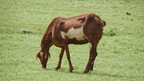 Side view of a neat brown goat with whit... | Stock Video | Pond5