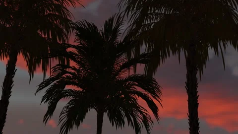 Side view of palm trees in sunset. 3d an... | Stock Video | Pond5