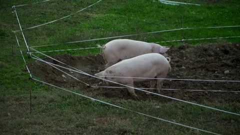 Side view of pigs on a farm. Agricultura... | Stock Video | Pond5