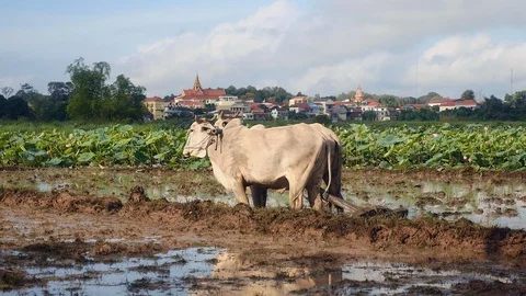 Side view of plough cattle for rice padd... | Stock Video | Pond5