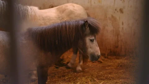 Side view portrait of calm cute pony wit... | Stock Video | Pond5