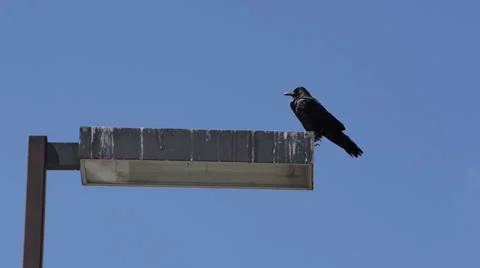 Side View Portrait Crow Raven Sitting St... | Stock Video | Pond5