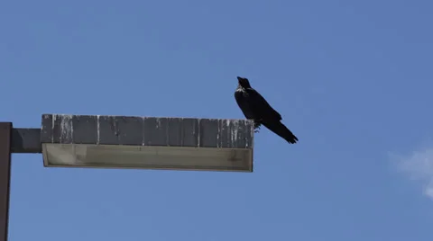 Side View Portrait Crow Sitting Street L... | Stock Video | Pond5