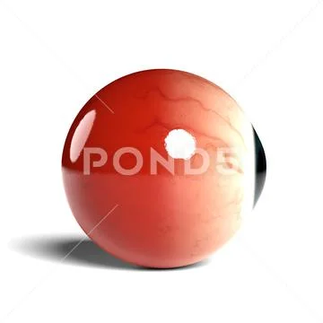 Side view of realistic human eyeball isolated on wihte background, 3D ...