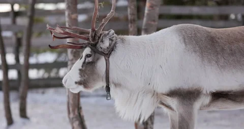Side view of a reindeer in Lapland | Stock Video | Pond5