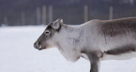 Side view of a reindeer, Sweden | Stock Video | Pond5