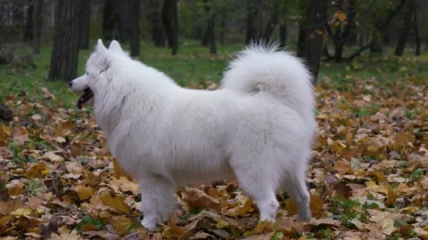 Side view of a Samoyed spitz dog standin... | Stock Video | Pond5