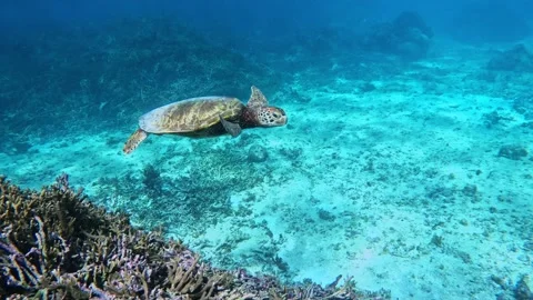 A Side View Of A Sea Turtle Swimming Und... | Stock Video | Pond5