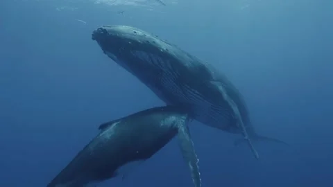 Side view shot of a mother humpback whal... | Stock Video | Pond5