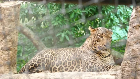 Side view sitting leopard, zoo | Stock Video | Pond5