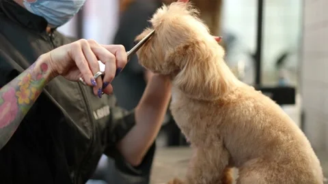 Tattoo Small Head Stock Videos – Royalty-Free HD & 4K Videos